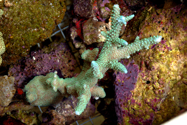 Thin Green Branches with Fabulous Polyp Extension. Fiji Collected ...