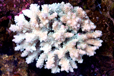 Sky Blue with Pearl White Polyp's. Fiji Collected - Acropora natalensis ...