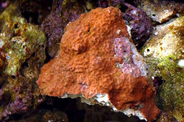 RARE! Amber with Green Polyp's. Fiji Collected - Psammacora nierstraszi ...