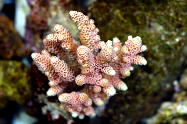Pink Panther Branches. Jakarta Maricultured - Acropora millepora C3-B