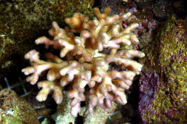 Rainbow Stylo Fiji style. Fiji Maricultured - Stylophora pistilata C3-B