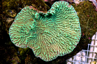 Exquisite Color and Growth. Fiji Collected - Merulina ampliata C2-B