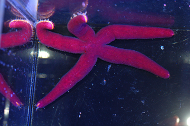 RARE! Purple Linckia Starfish - Linckia teres HT-B