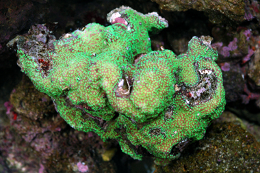 Bright Hula-Hoop Green Polyp's. Fiji Collected - Montipora millepora D2-B