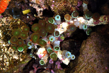 Popping Green Button Polyp's. Indo. Collected - Protopalythoa sp. A2-B
