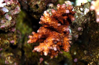 Color me up. Jakarta Maricultured - Acropora secale E3-B