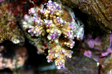 Tri-Color and smashingly cool. Jakarta Maricultured - Acropora valida E3-B