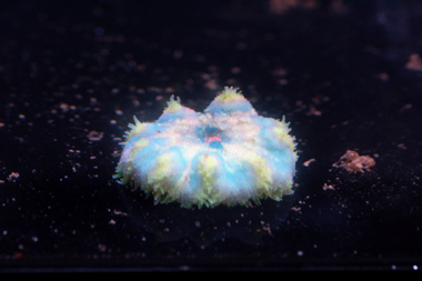 Cougar Proud Blue and Gold Pizza Anemone - Cryptodendrum adhaesivum T-B