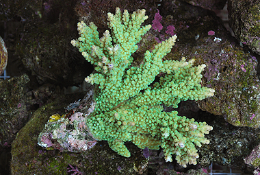 Green Acropora with Blue Polyps - Acropora spp.