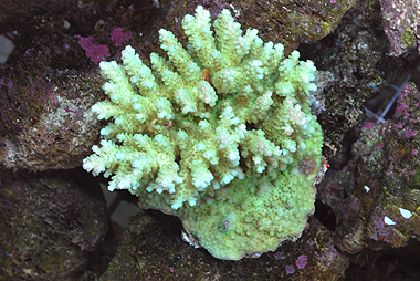 Green Table Acropora - Acropora spp.