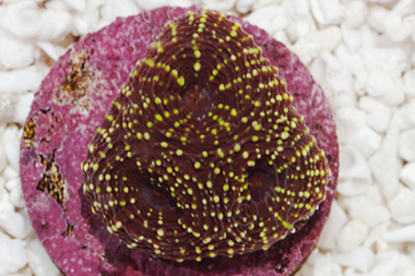 Gold Speckled Acan Brain - Acanthastrea echinata