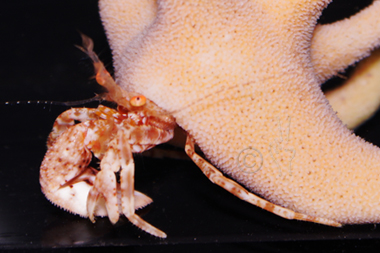 Staghorn Hermit Crab - Manucomplanus varians