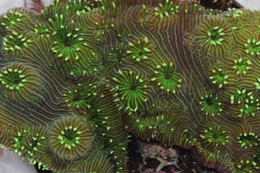 Green Flowering Pavona - Pavona maldivensis