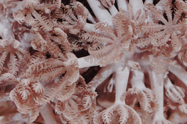 Pulsing Xenia - Anthelia spp.