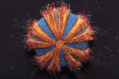 Red Royal Urchin - Mespilia globulus