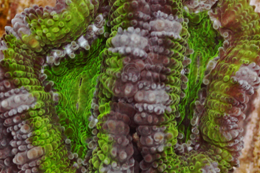 Multi Color Acan Lord - Acanthastrea lordhowensis