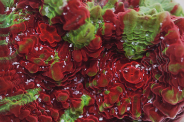 Red and Green Chalice Coral - Echinophyllia sp.