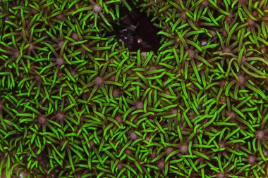 Green Star Polyps - Pachyclavularia spp.