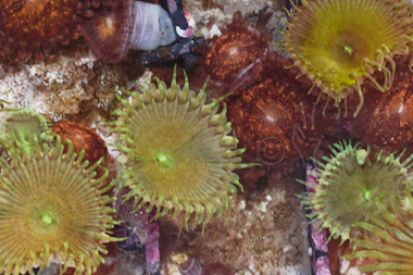 Mohican Sun and Green Palythoa - Zoanthus spp., Palythoa spp.
