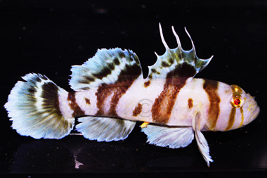 Circus Goby - Priolepis nocturna