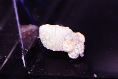 Pygmy Possum Wrasse - Wetmorella tanakai