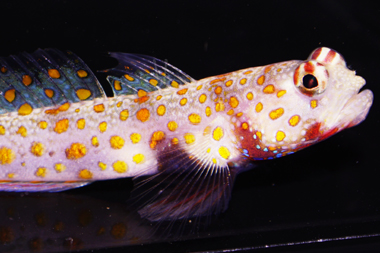 Orange Spot Shrimp Goby - Amblyeleotris guttata
