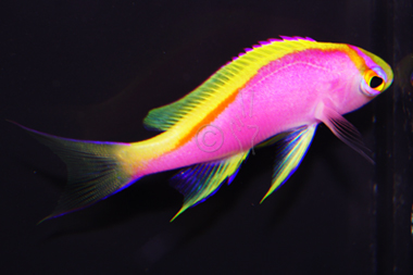 Ventralis Anthias - Female - Pseudanthias ventralis