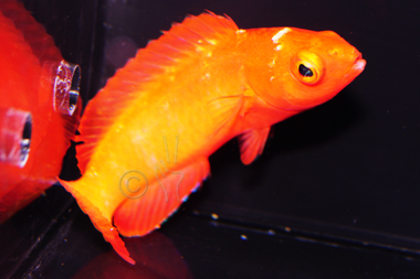 Magma Fairy Wrasse - Male - Cirrhilabrus spp.