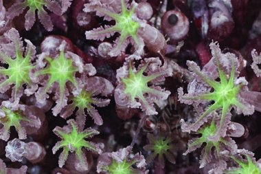 Green Glove Polyps - Clavularia spp.