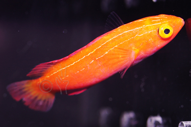 Magma Fairy Wrasse - Cirrhilabrus spp.