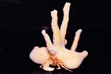 Staghorn Hermit Crab - Manucomplanus varians