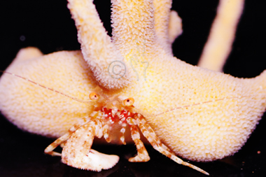 Staghorn Hermit Crab - Manucomplanus varians