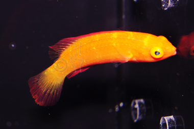 Magma Fairy Wrasse - Cirrhilabrus spp.