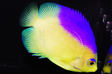 Colin's Angelfish - Centropyge colini
