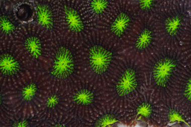 Green Favites Brain Coral - Favites spp.