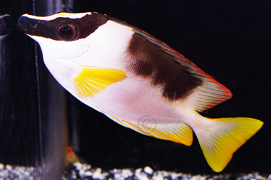 Silver Foxface Rabbitfish - Siganus magnificus