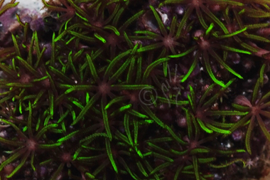 Green Star Polyps - Pachyclavularia spp.