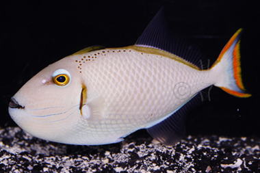 Kiri Crosshatch Triggerfish - Xanthichthys greenei