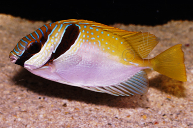 Virgate Rabbitfish - Siganus virgatus