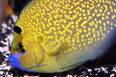 Goldflake Angelfish - Apolemichthys xanthopunctatus