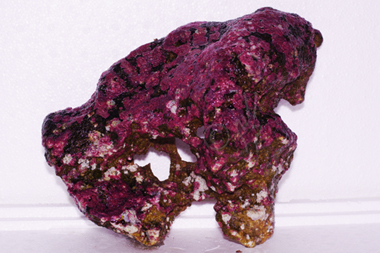 Coraline Encrusted Live Rock - Scleractinia