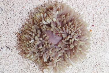 Ritteri Anemone - Heteractis magnifica