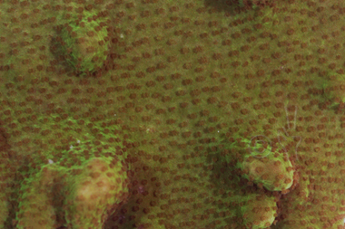 Green Encrusting Porites - Porites sp.