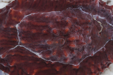 Red Chalice Coral - Echinophyllia sp.