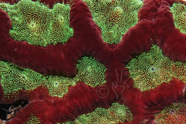 Favia Brain Coral - Favia spp.