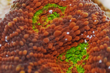 Super Orange Acan Brain Coral Frag - Acanthastrea echinata
