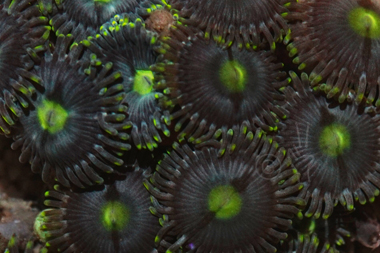 Blue Steel - Zoanthus spp.