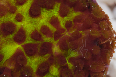 Green Encrusting Monti - Montipora sp.