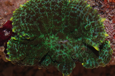 Green Frilly Mushroom - Rhodactis spp.