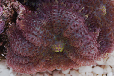 Purple Bullseye Mushroom - Rhodactis spp.